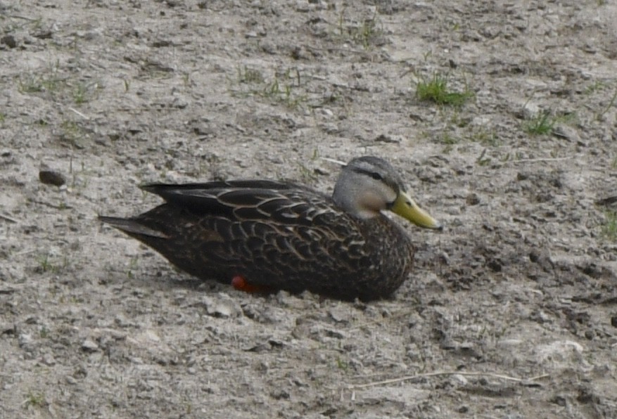 eBird Checklist - 29 Apr 2024 - W Side Rd, Block Island US-RI - 7 species