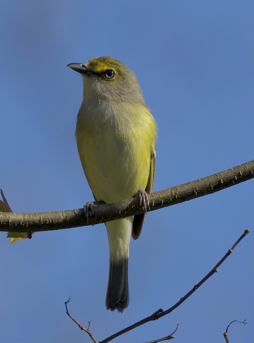 eBird Checklist - 29 Apr 2024 - Paine Open Space/Pond View Preserve ...
