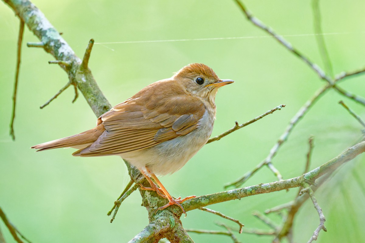 eBird Checklist - 29 Apr 2024 - Sabine Woods (UTC 026) - 46 species