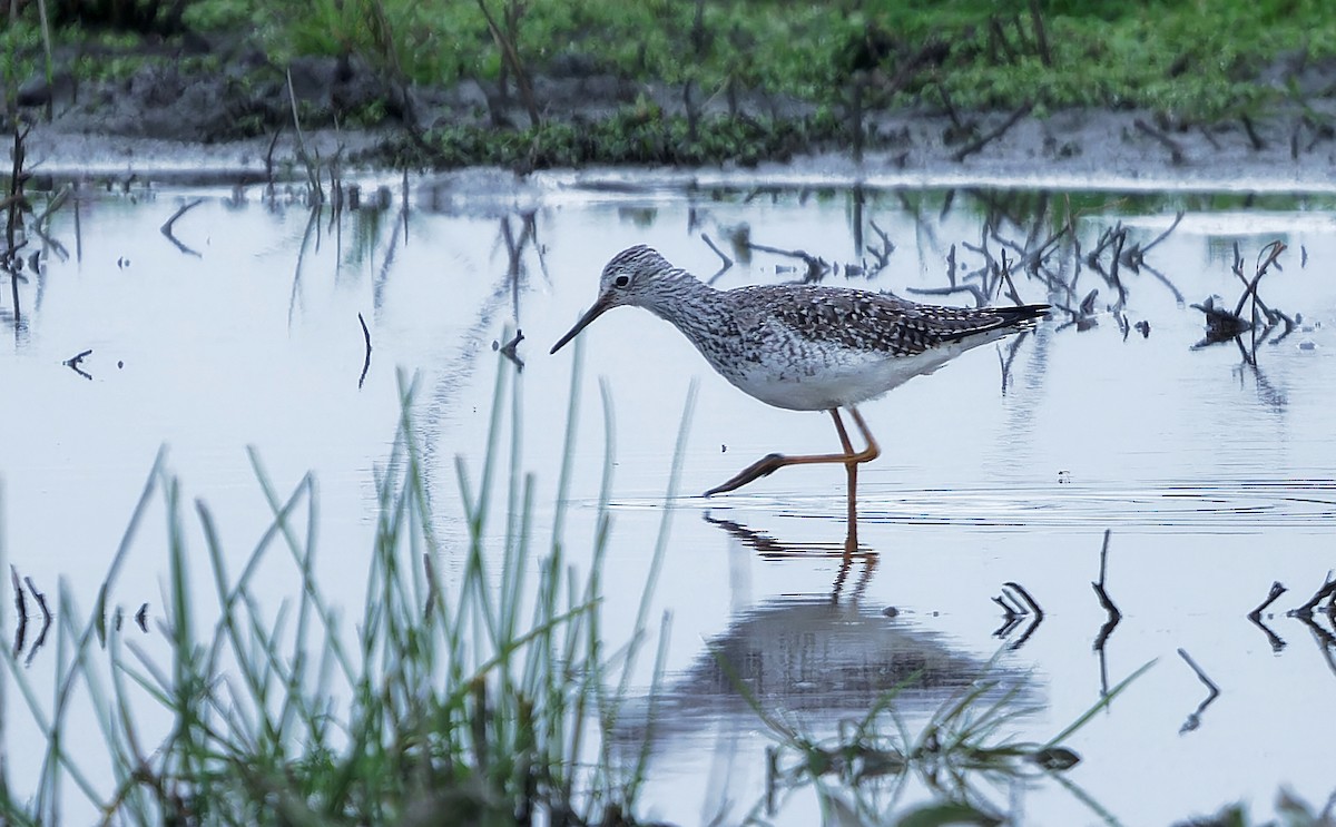 eBird Checklist - 23 Apr 2024 - Arcata Bottoms--Jackson Ranch Rd. - 21 ...
