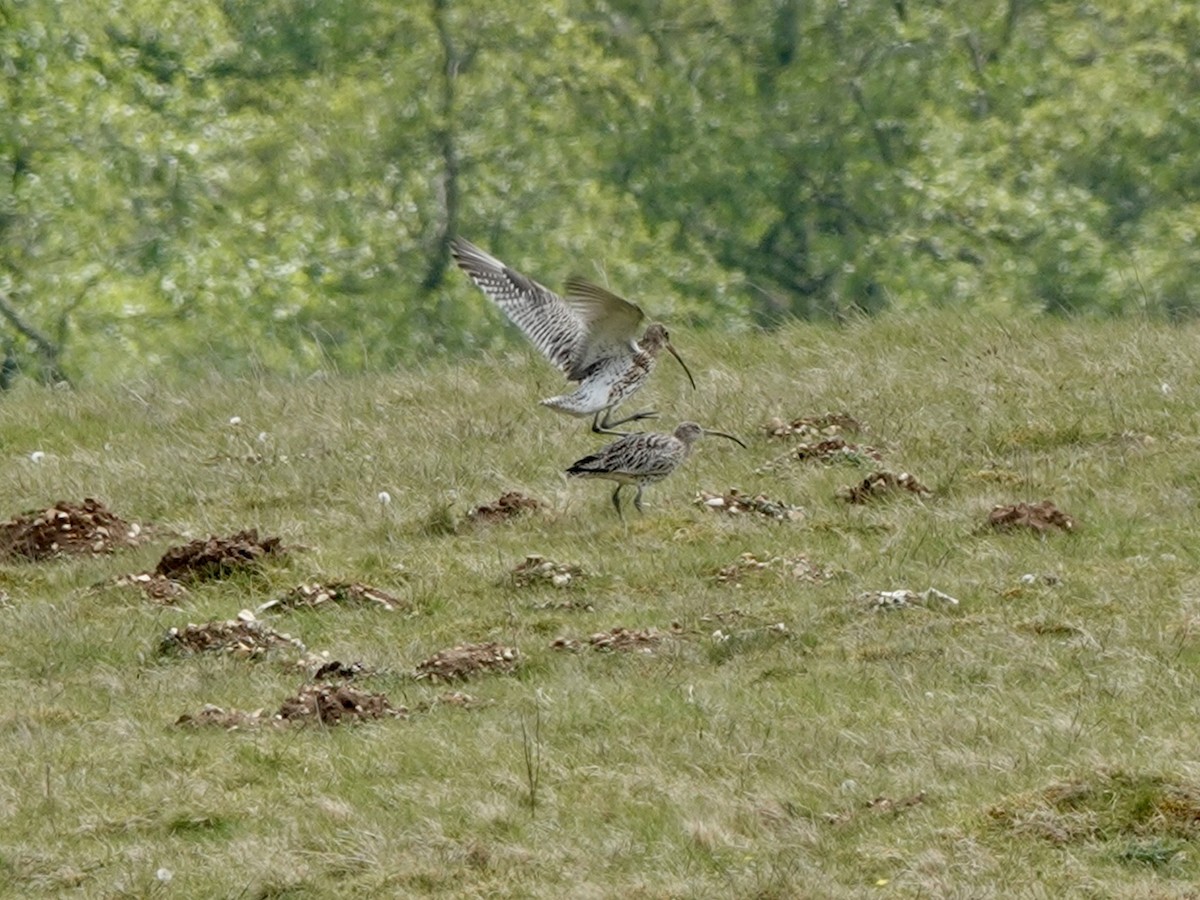 eBird Checklist - 29 Apr 2024 - Weeting Heath NNR - 37 species