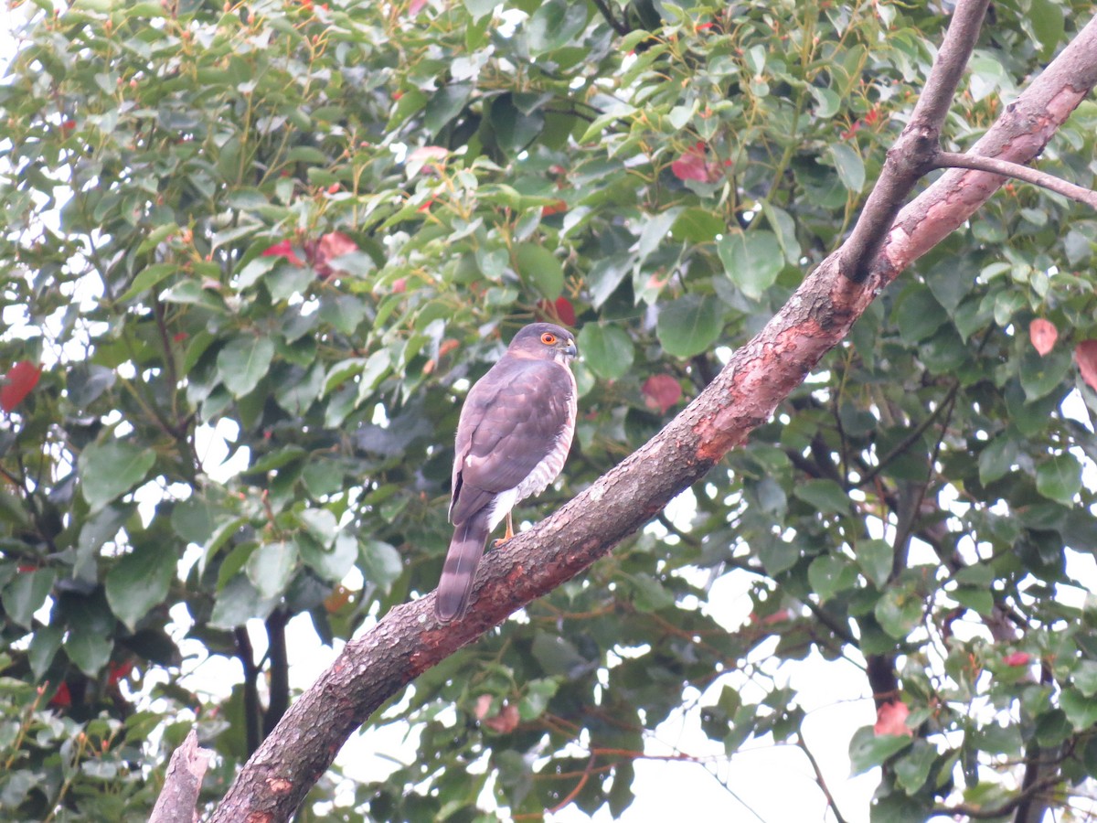 Besra - Accipiter virgatus - Media Search - Macaulay Library and eBird