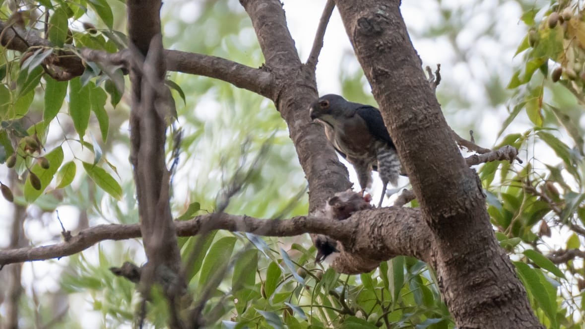 Besra - Accipiter virgatus - Media Search - Macaulay Library and eBird