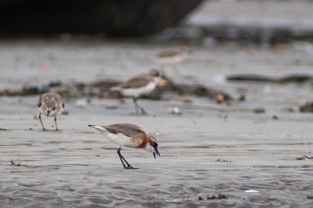 eBird Checklist - 22 Apr 2024 - Juhu Jetty - 13 species