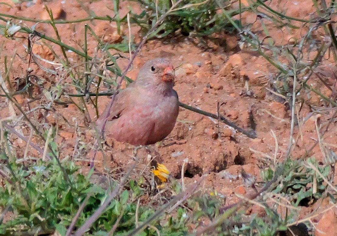eBird Checklist - 30 Apr 2024 - Cami Torre d'En Rovira & Cami Vell de ...