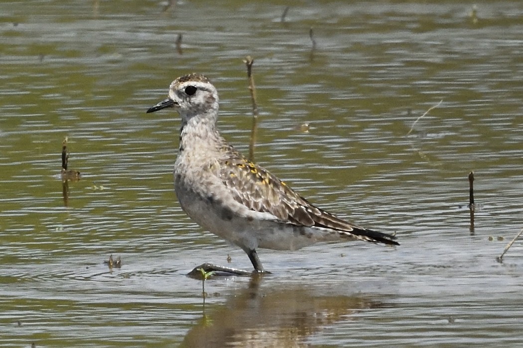 Pennsylvania Bird Atlas Checklist - 29 Apr 2024 - Green Pond (flooded field, ponds and retention ...