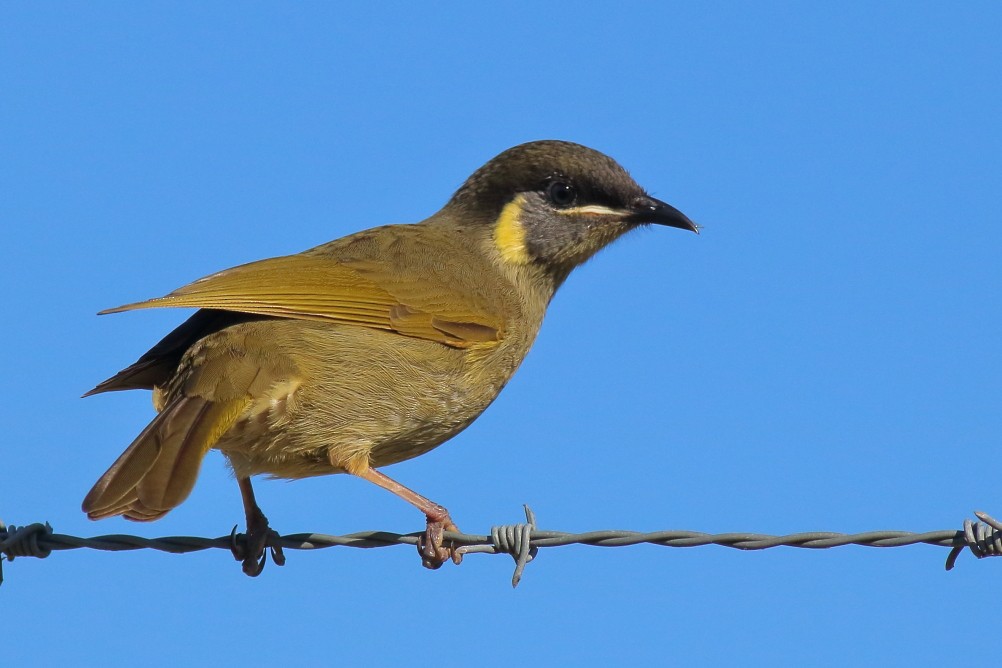 eBird Checklist - 7 Apr 2024 - 575b Old Razorback Road, Razorback, New ...