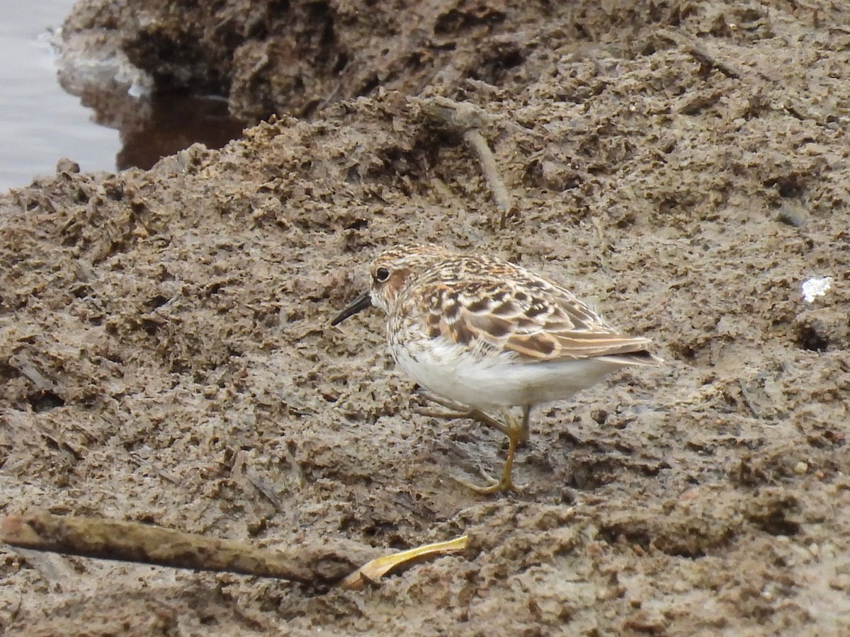eBird Checklist - 28 Apr 2024 - Willapa Bay NWR--Tarlatt Unit - 23 species