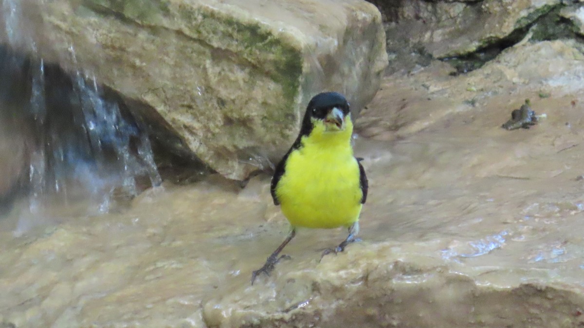 eBird Checklist - 23 Apr 2024 - South Llano River SP--Acorn Blind - 16 ...