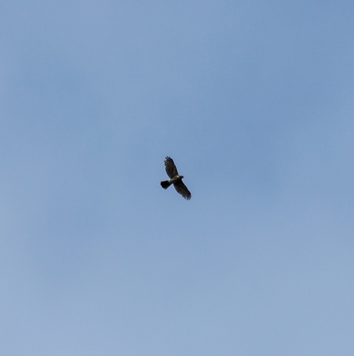 Besra - Accipiter virgatus - Media Search - Macaulay Library and eBird