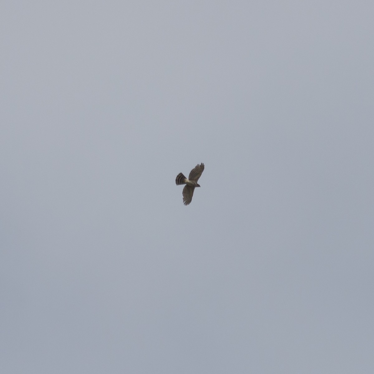 Besra - Accipiter virgatus - Media Search - Macaulay Library and eBird
