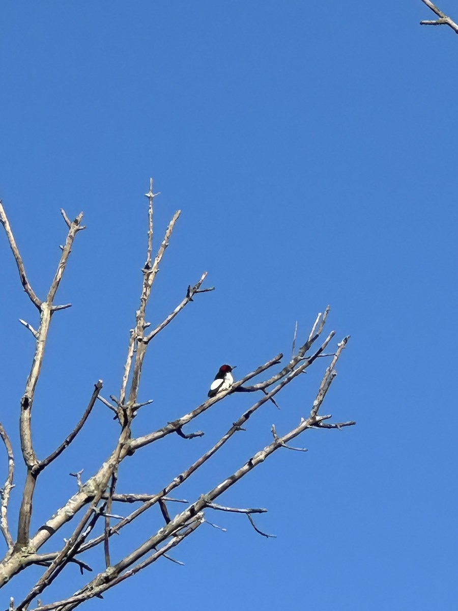 eBird Checklist - 30 Apr 2024 - Montrose Point Bird Sanctuary, Lincoln ...