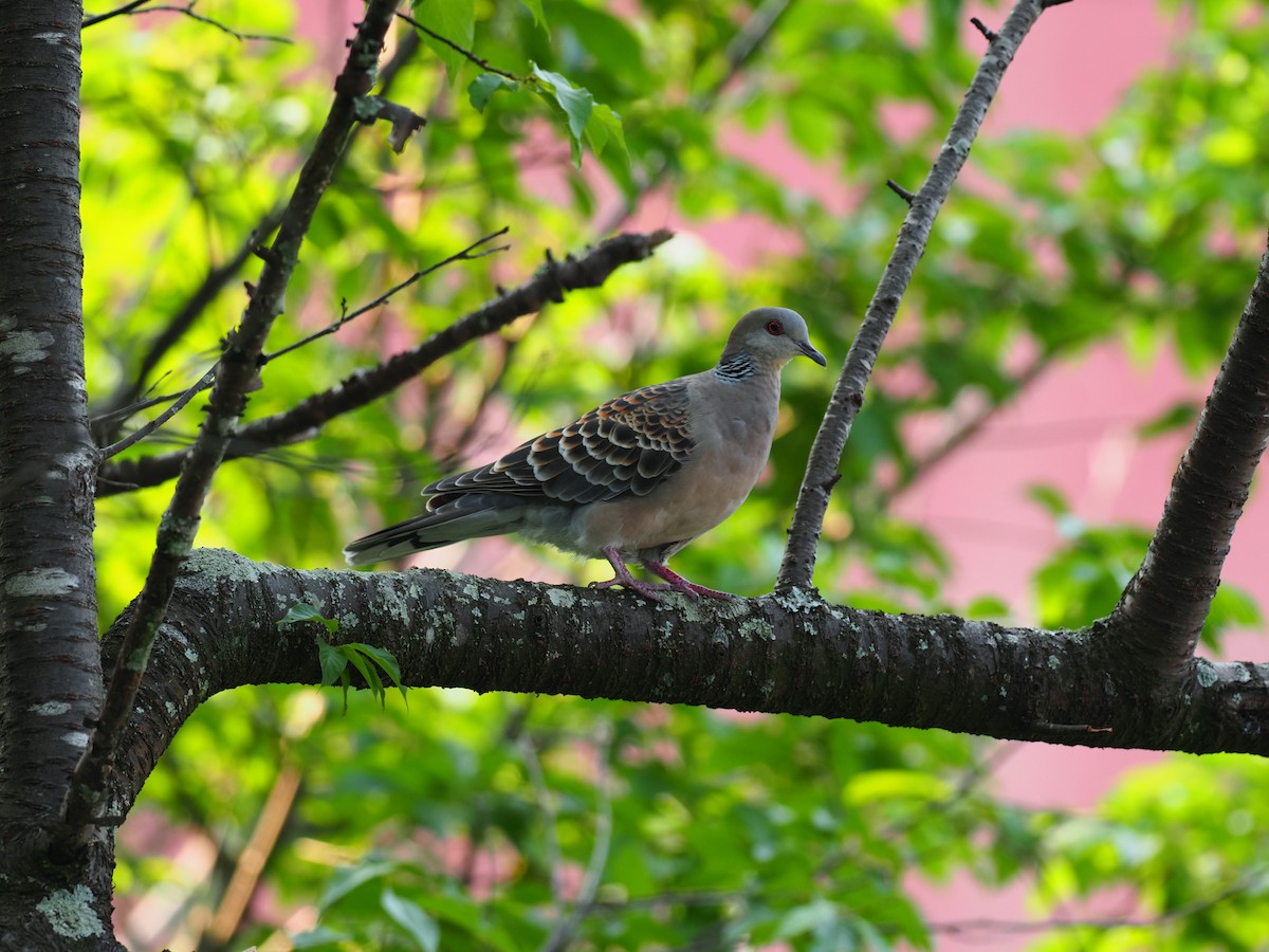 Taiwan Bird Atlas Checklist - 30 Apr 2024 - 台北--草山猛禽中心(Taipei--Grass ...