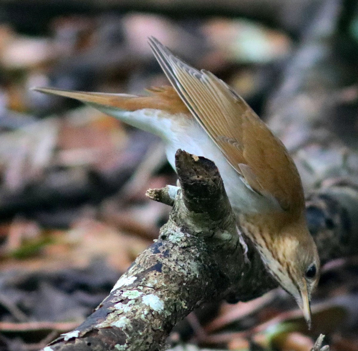 eBird Checklist - 29 Apr 2024 - Peveto Woods--Baton Rouge Audubon ...