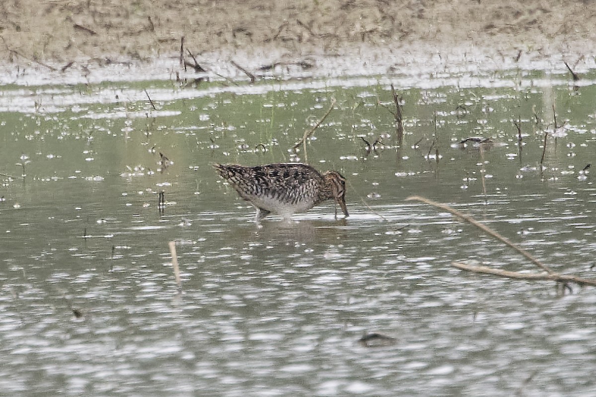 eBird Checklist - 30 Apr 2024 - Green Pond (flooded field, ponds and ...