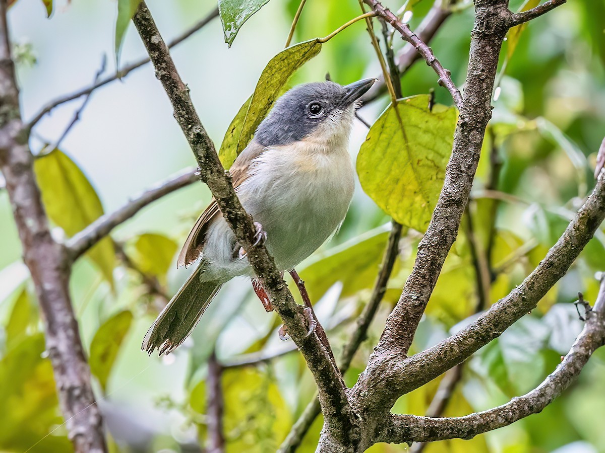 Pink-footed Puffback - Dryoscopus angolensis - Birds of the World