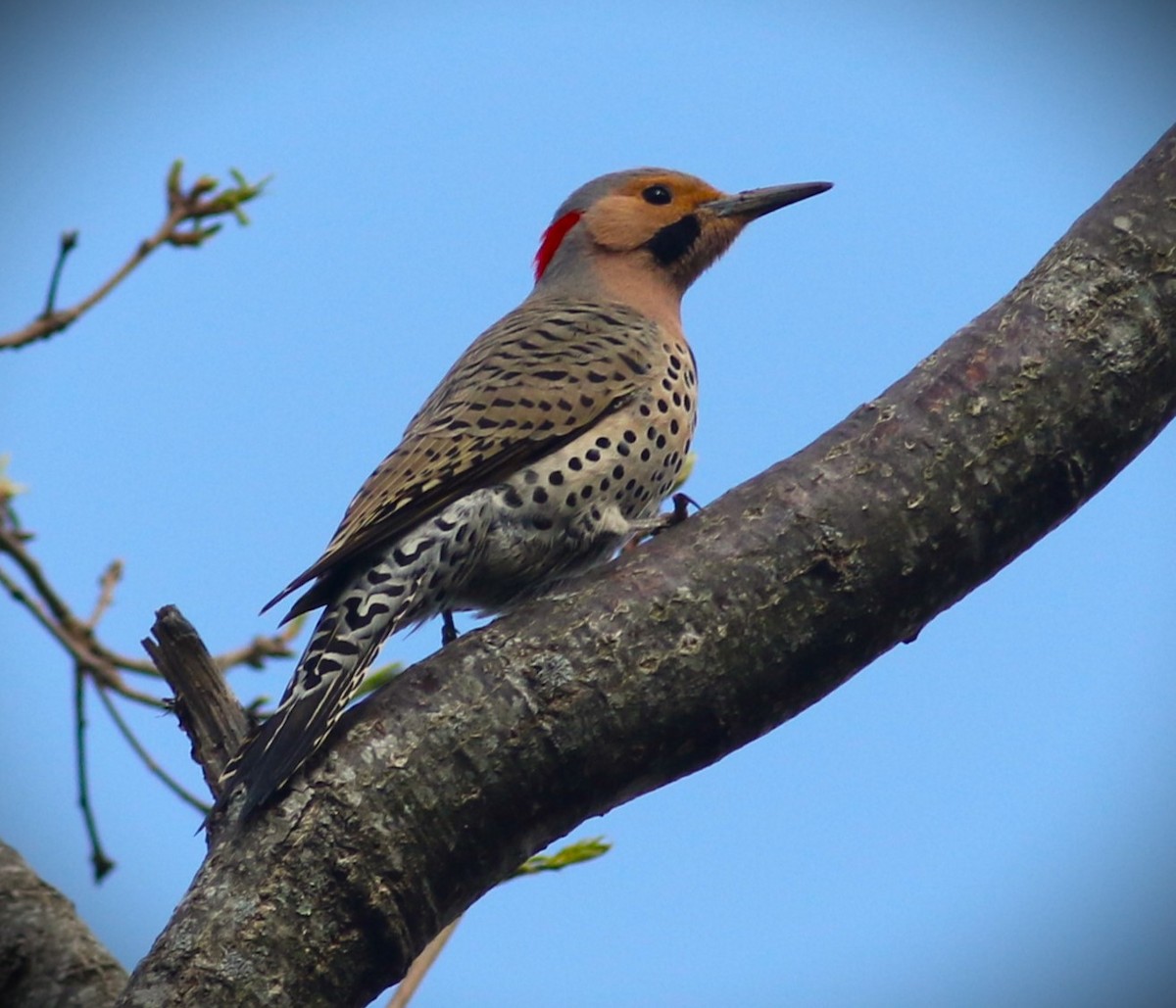 eBird Checklist - 18 Apr 2024 - Blue Ridge Pkwy--Tanbark Ridge Tunnel ...