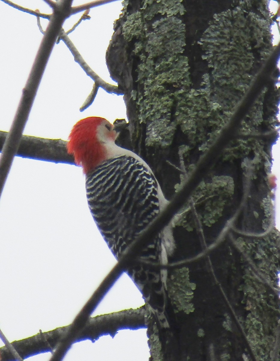 eBird Checklist - 30 Apr 2024 - Chester Park and area to 21st Ave. - 18 ...