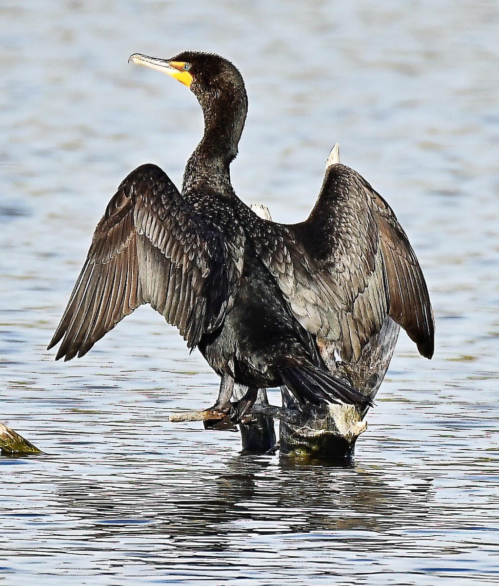 eBird Checklist - 30 Apr 2024 - Golden Ponds Park and Nature Area - 33 ...