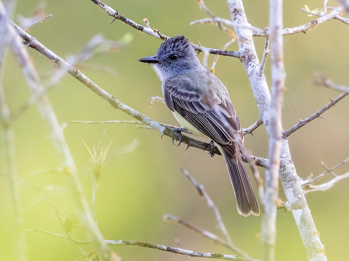 Sooty-crowned Flycatcher - Myiarchus phaeocephalus - Birds of the World