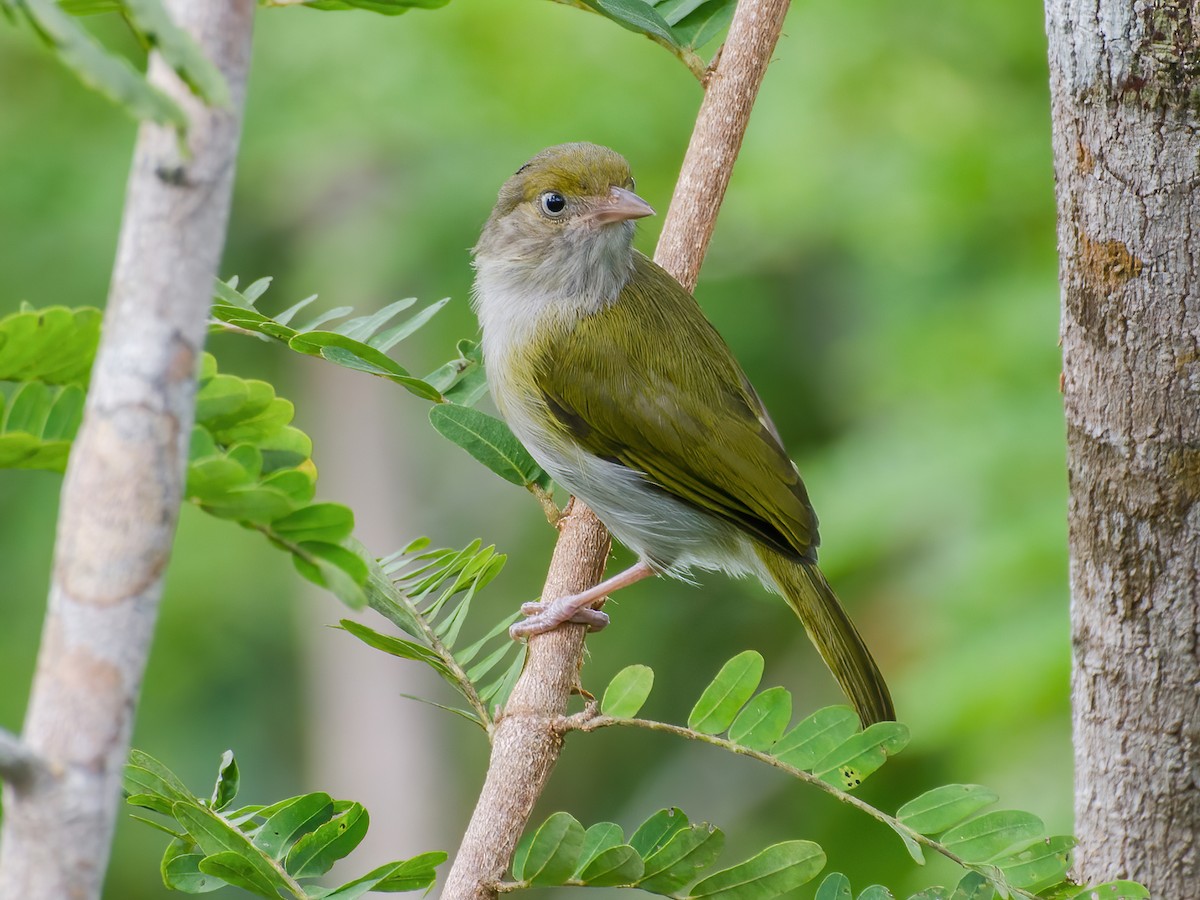 Gray-chested Greenlet - Hylophilus semicinereus - Birds of the World
