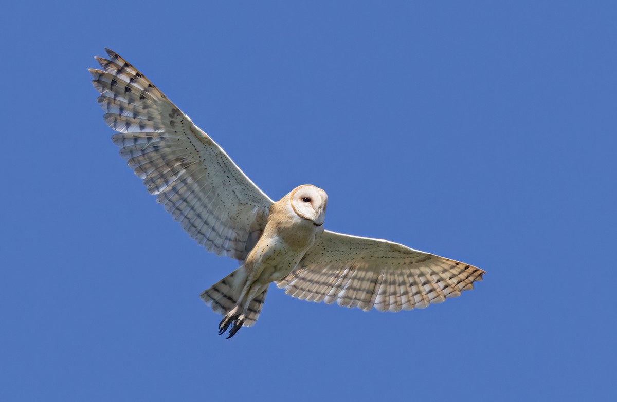 eBird Checklist - 30 Apr 2024 - Montrose Point Bird Sanctuary, Lincoln ...