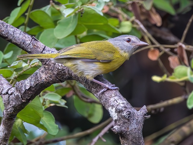 Photos - Ashy-headed Greenlet - Hylophilus pectoralis - Birds of the World