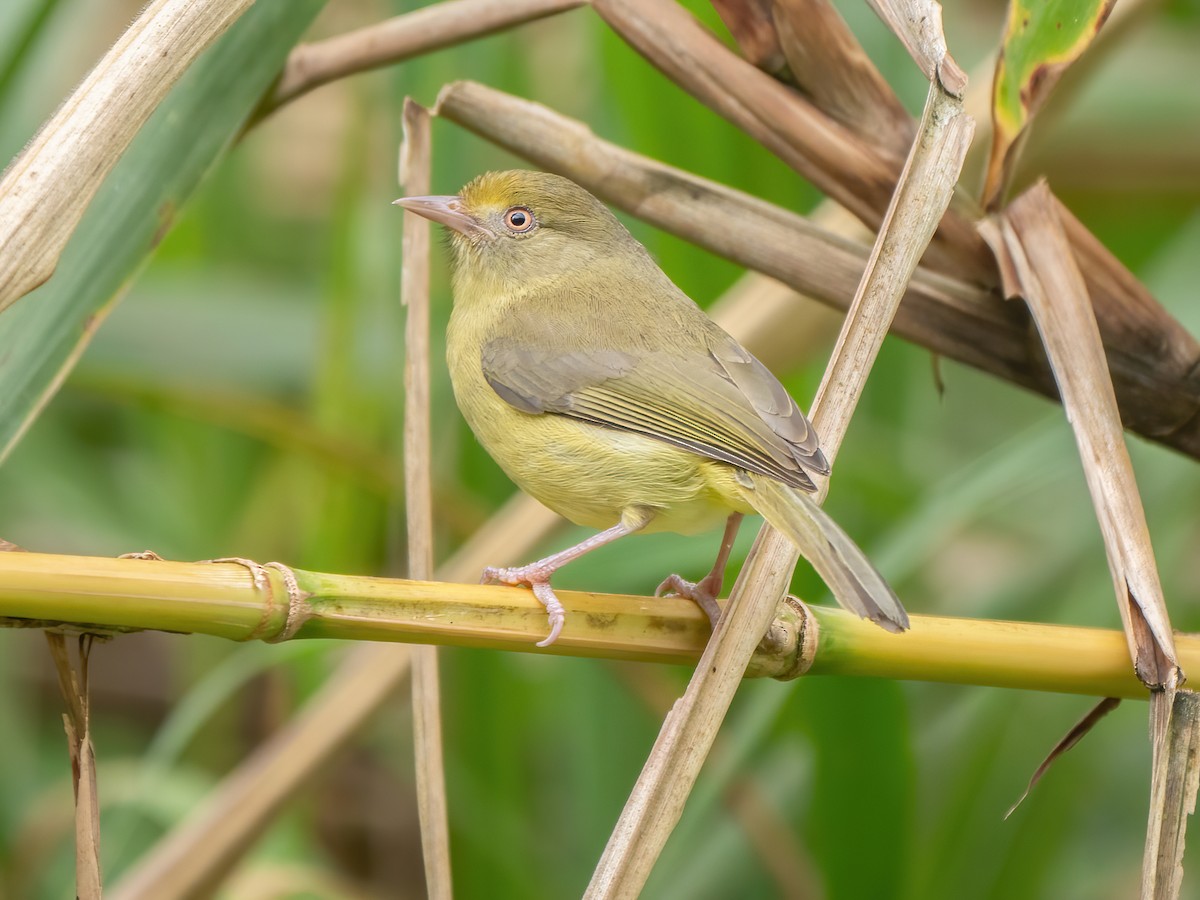 Olivaceous Greenlet - Hylophilus olivaceus - Birds of the World