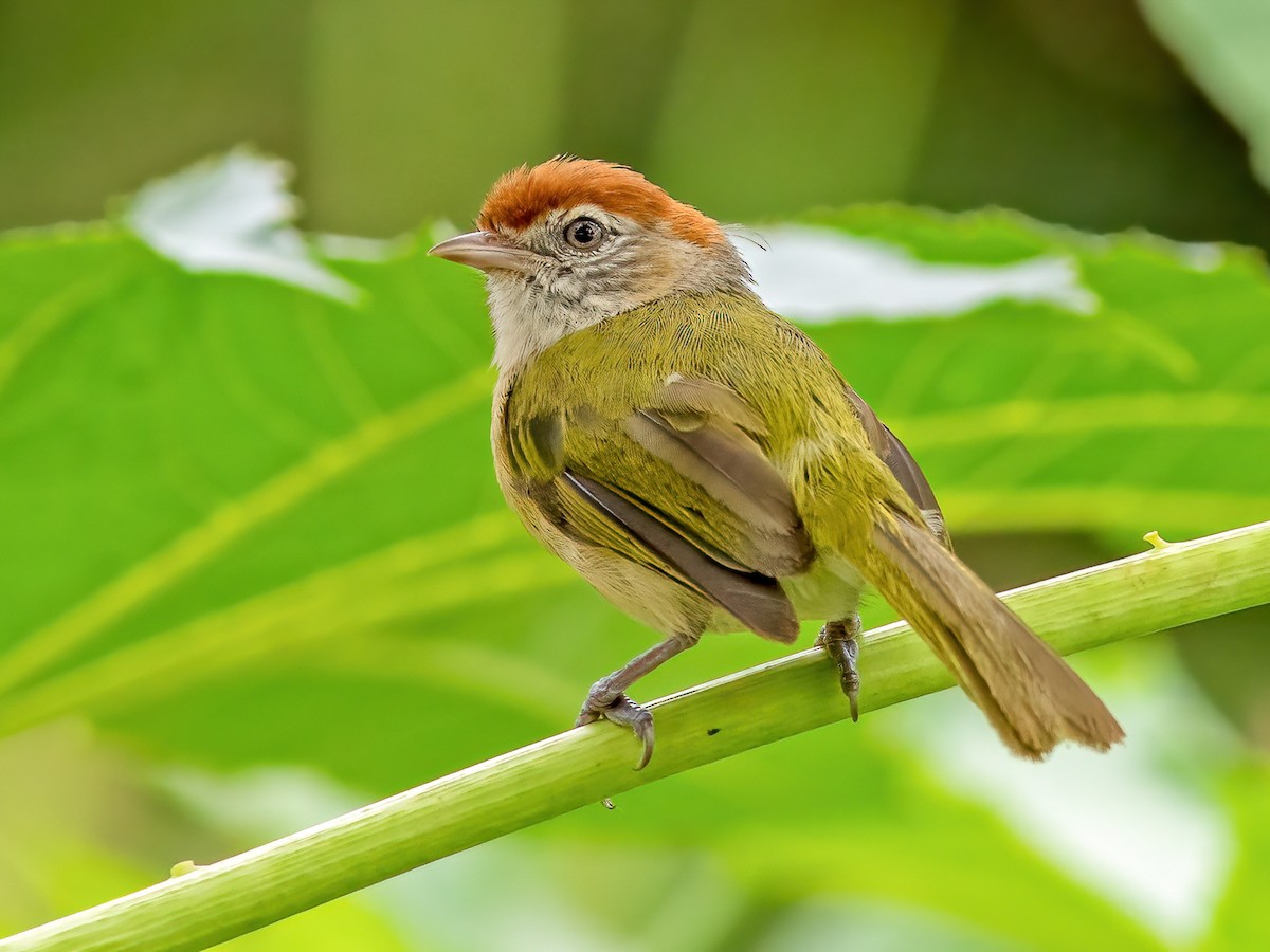 Gray-eyed Greenlet - Hylophilus amaurocephalus - Birds of the World