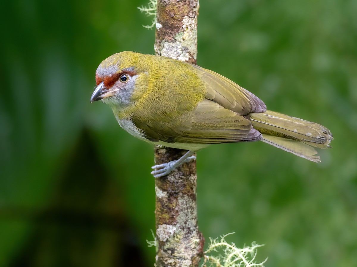 Black-billed Peppershrike - Cyclarhis nigrirostris - Birds of the World
