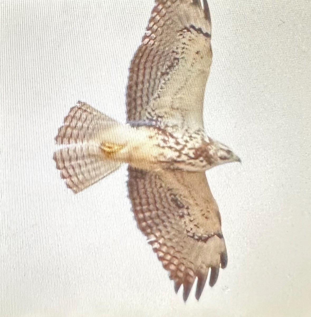 eBird Checklist - 30 Apr 2024 - Lake Ontario State Parkway (East ...
