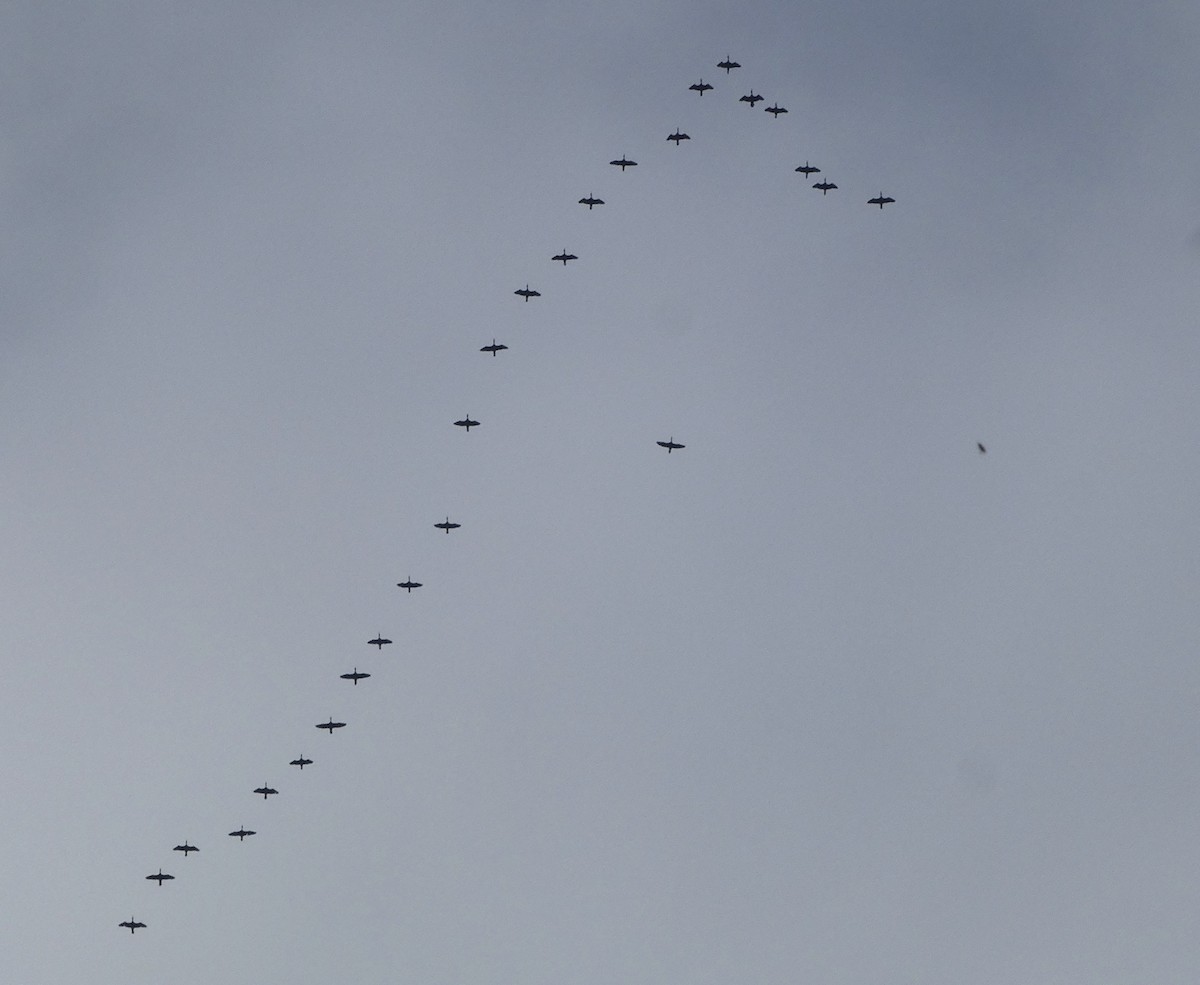 eBird Checklist - 30 Apr 2024 - YARD (Ringwood) - 35 species (+1 other ...