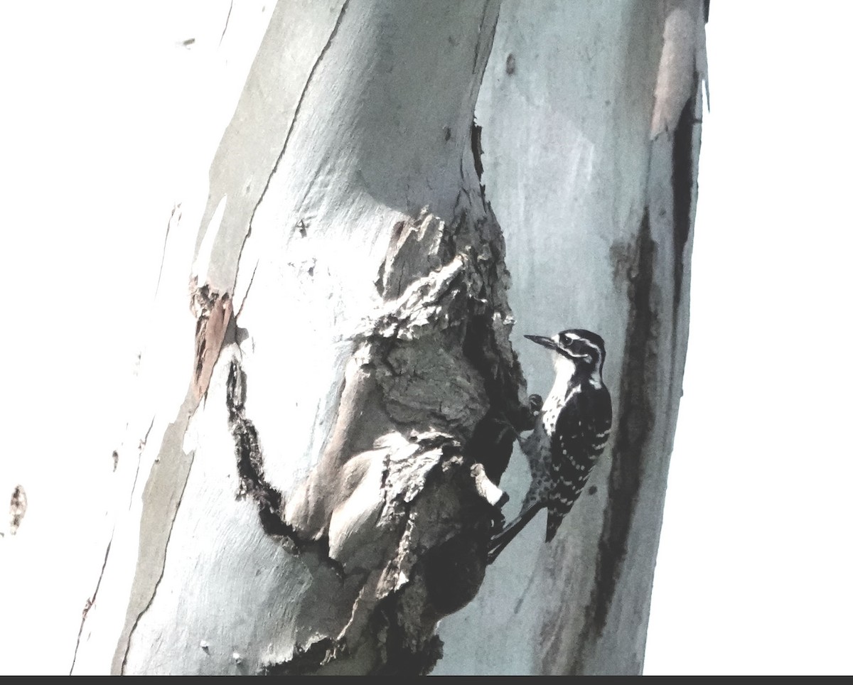 eBird Checklist - 30 Apr 2024 - Backyard above Talbert Preserve - 17 ...