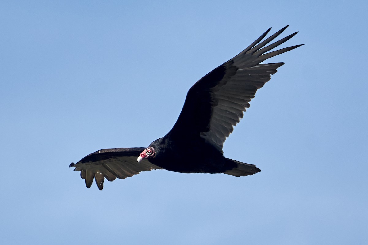 eBird Checklist - 27 Apr 2024 - PN du Bic--Belvédère Raoul-Roy - 19 species