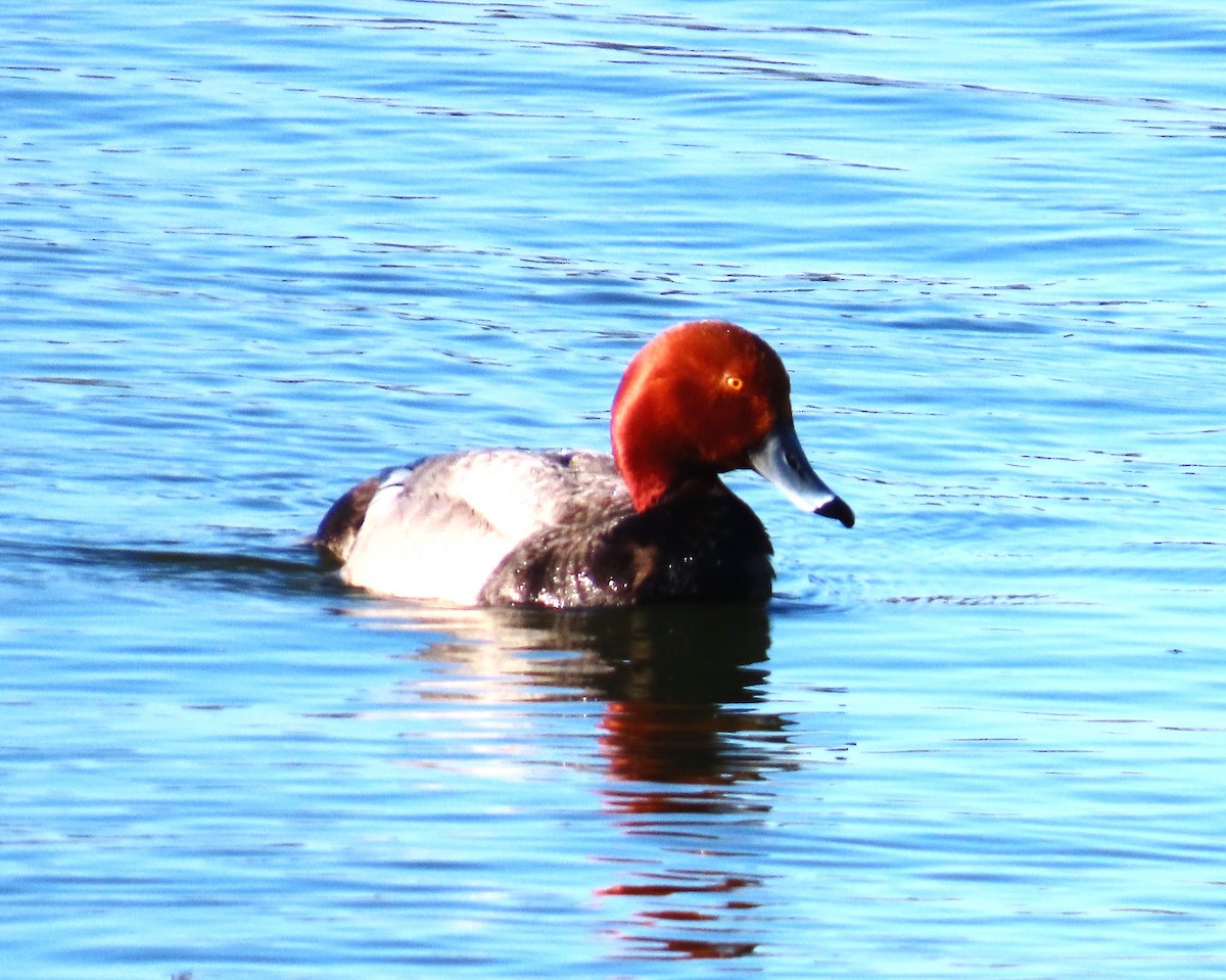 eBird Checklist - 30 Apr 2024 - Oso Flaco Lake (not for beach/ocean ...