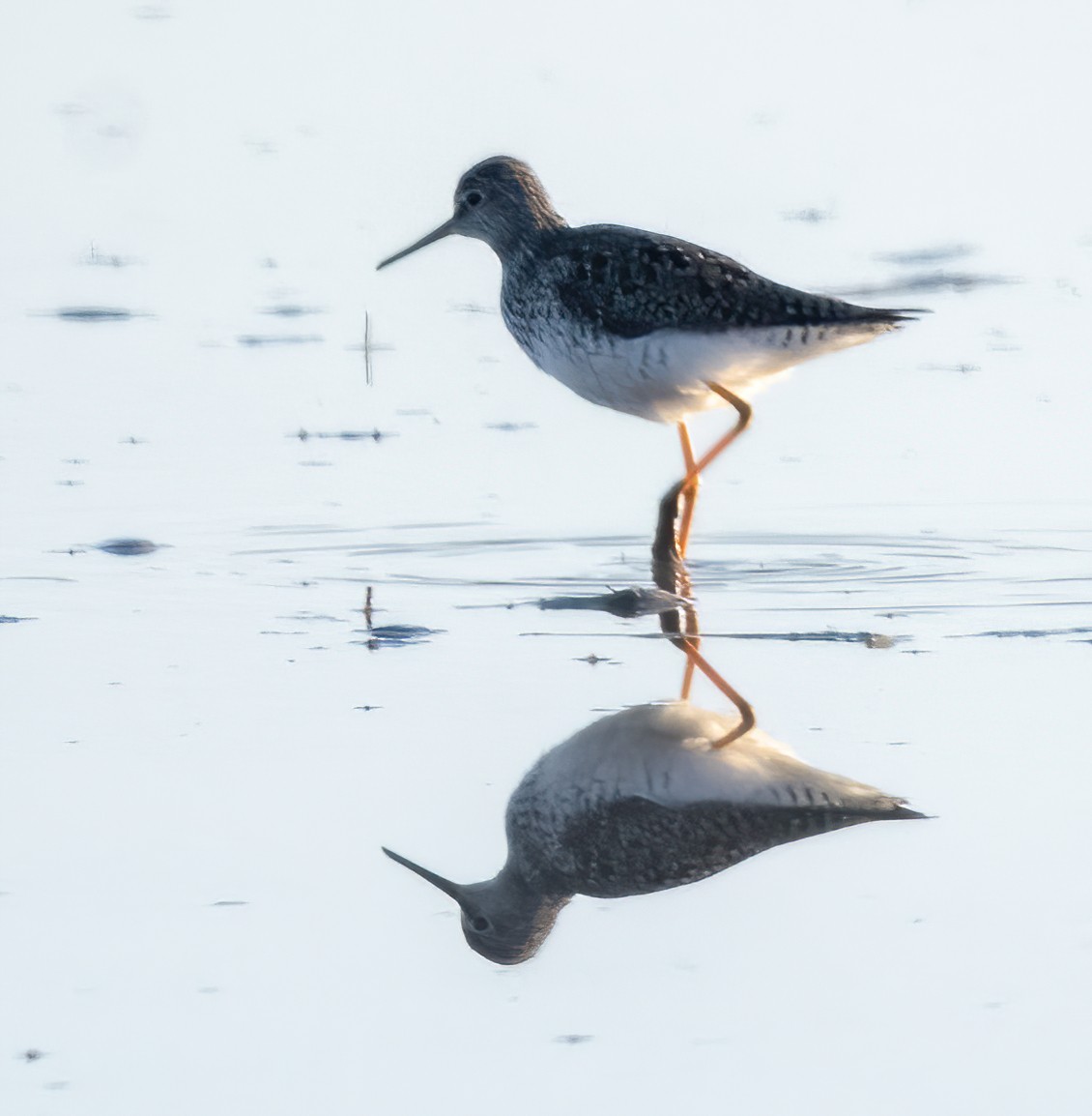 eBird Checklist - 27 Apr 2024 - Refuge de l’Île - Port de plaisance ...