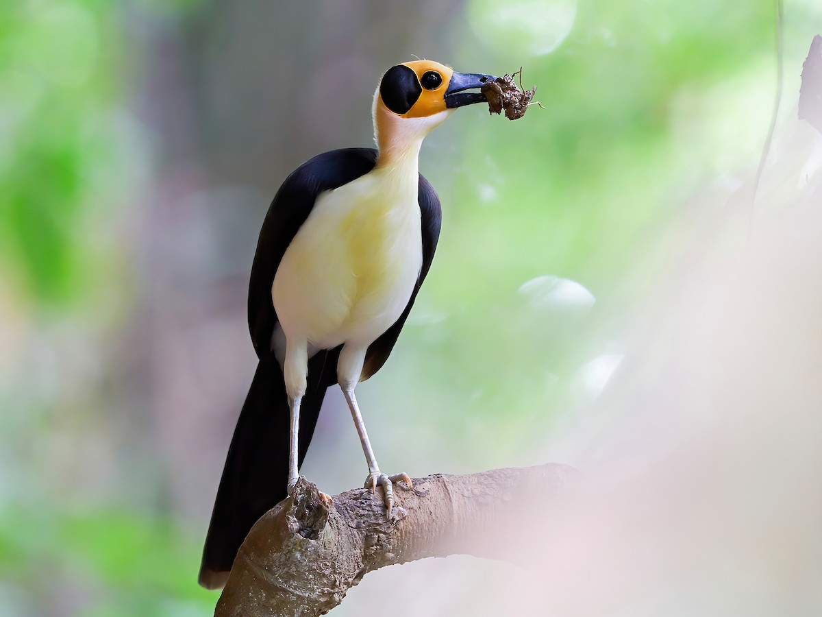 White-necked Rockfowl - Picathartes gymnocephalus - Birds of the World