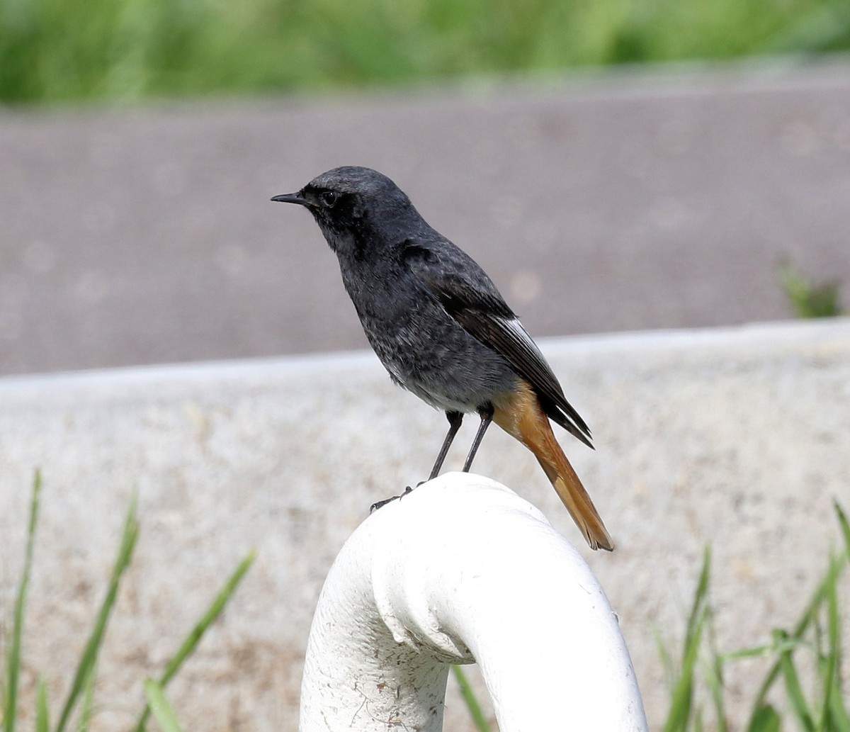 eBird Checklist - 19 Mar 2024 - N119 between Alcohete & N118 junction ...