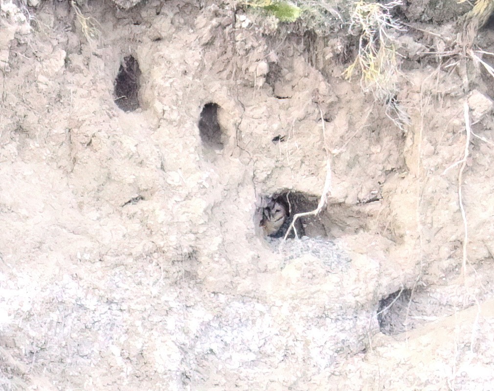 eBird Checklist - 29 Apr 2024 - Potholes Reservoir--Lind Coulee - 5 species