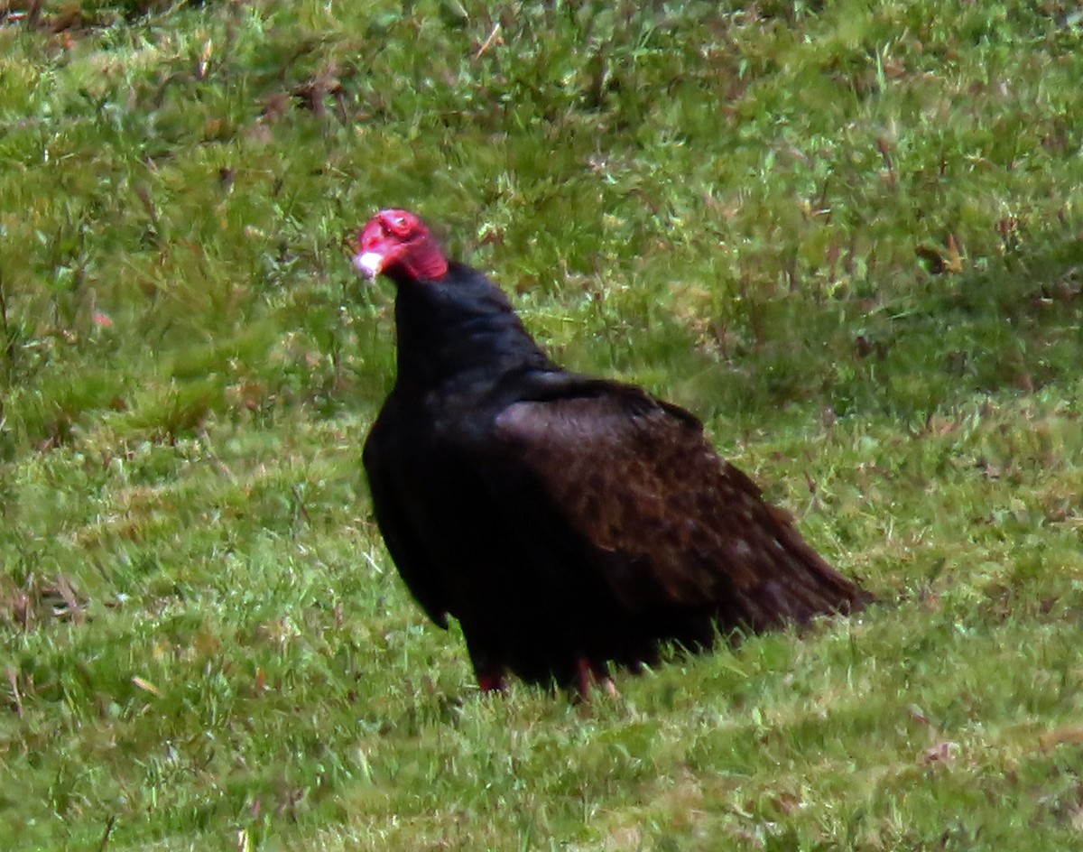 eBird Checklist - 30 Apr 2024 - Rickreall Creek Trail System - 22 species