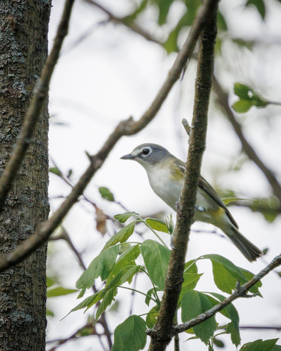 eBird Checklist - 29 Apr 2024 - Colyer Lake Recreation Area - 19 species
