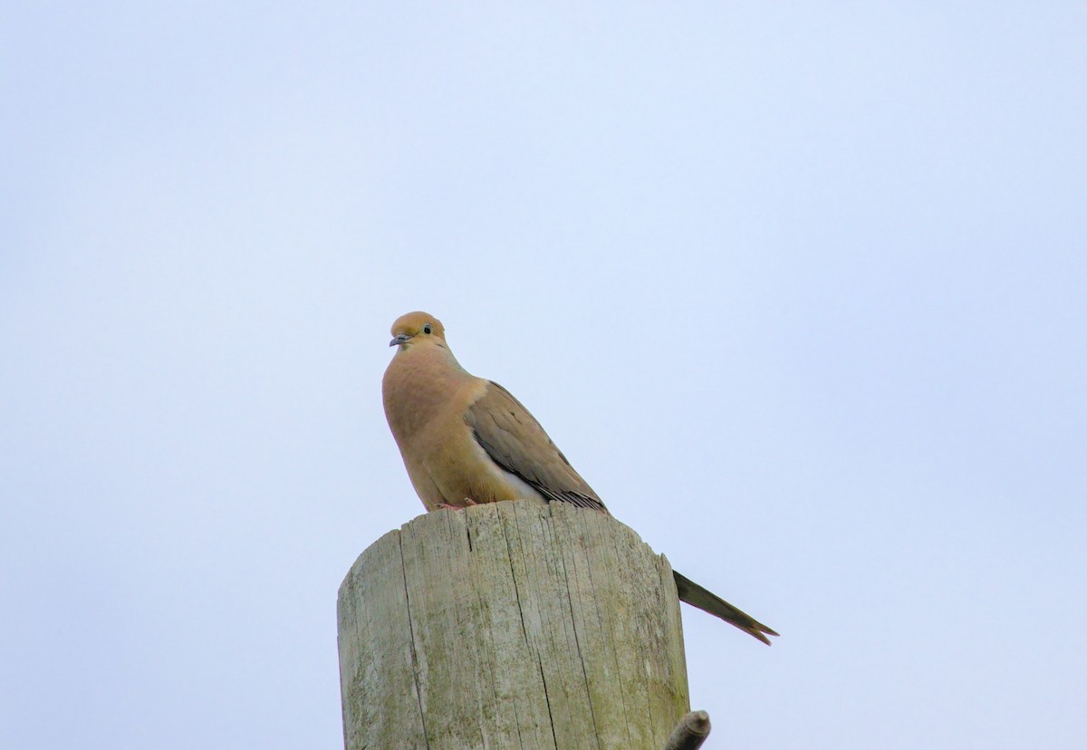 eBird Checklist - 24 Apr 2024 - Peveto Woods--Baton Rouge Audubon ...