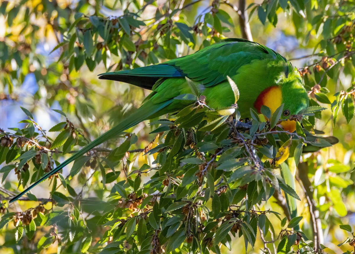 eBird Checklist - 21 Apr 2024 - Yerrabi Pond - 11 species