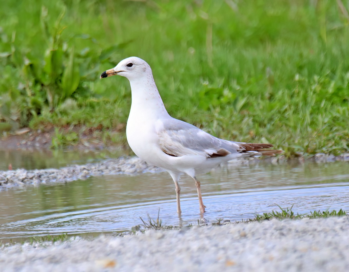 eBird Checklist - 30 Apr 2024 - Lake Wanahoo--Sediment Trap Wetlands ...