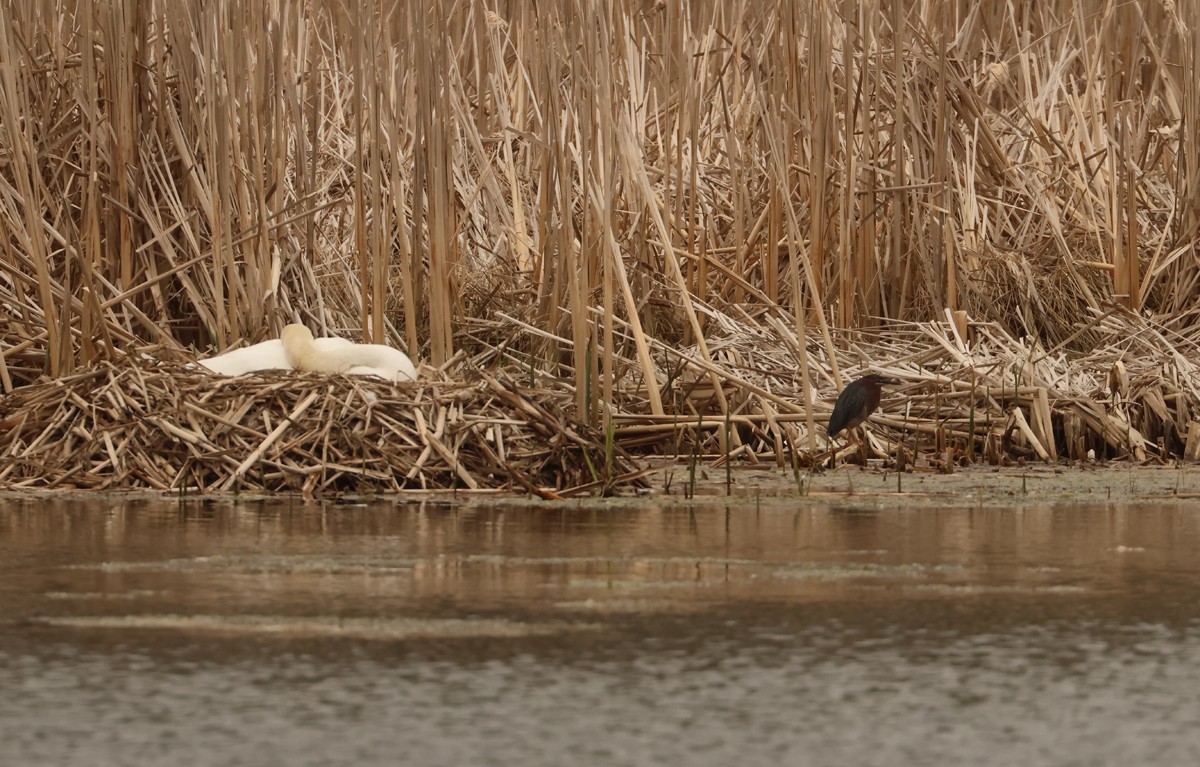 eBird Checklist - 23 Apr 2024 - Whirlpool Headquarters Pond - 21 species