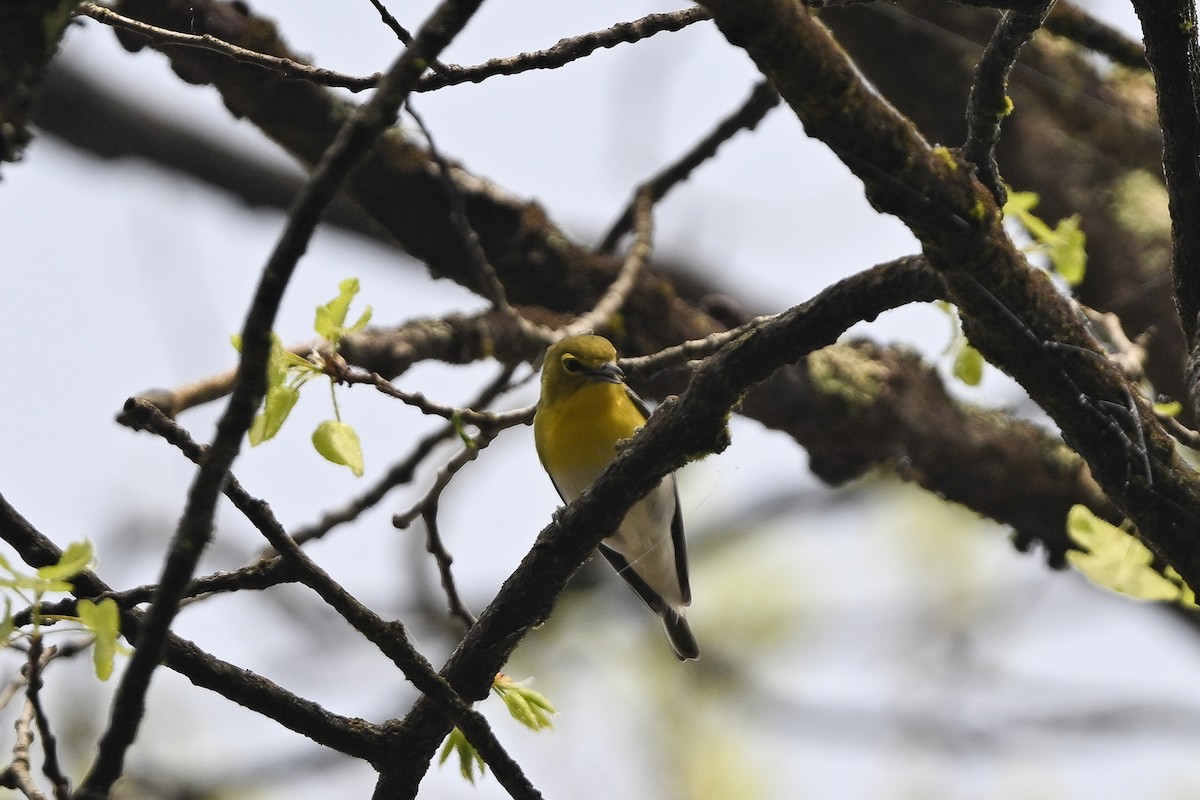 Pennsylvania Bird Atlas Checklist - 29 Apr 2024 - Martins Creek--Creek ...