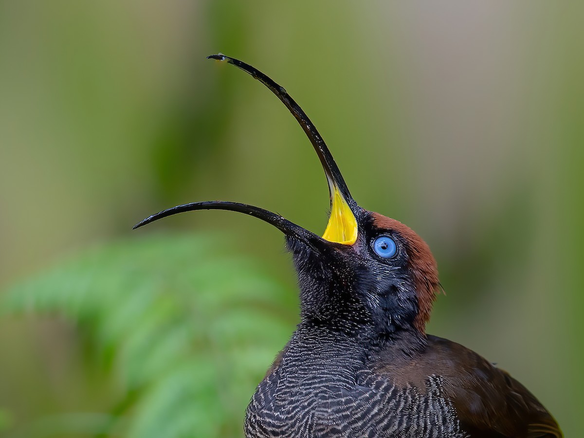 Brown Sicklebill - Epimachus meyeri - Birds of the World