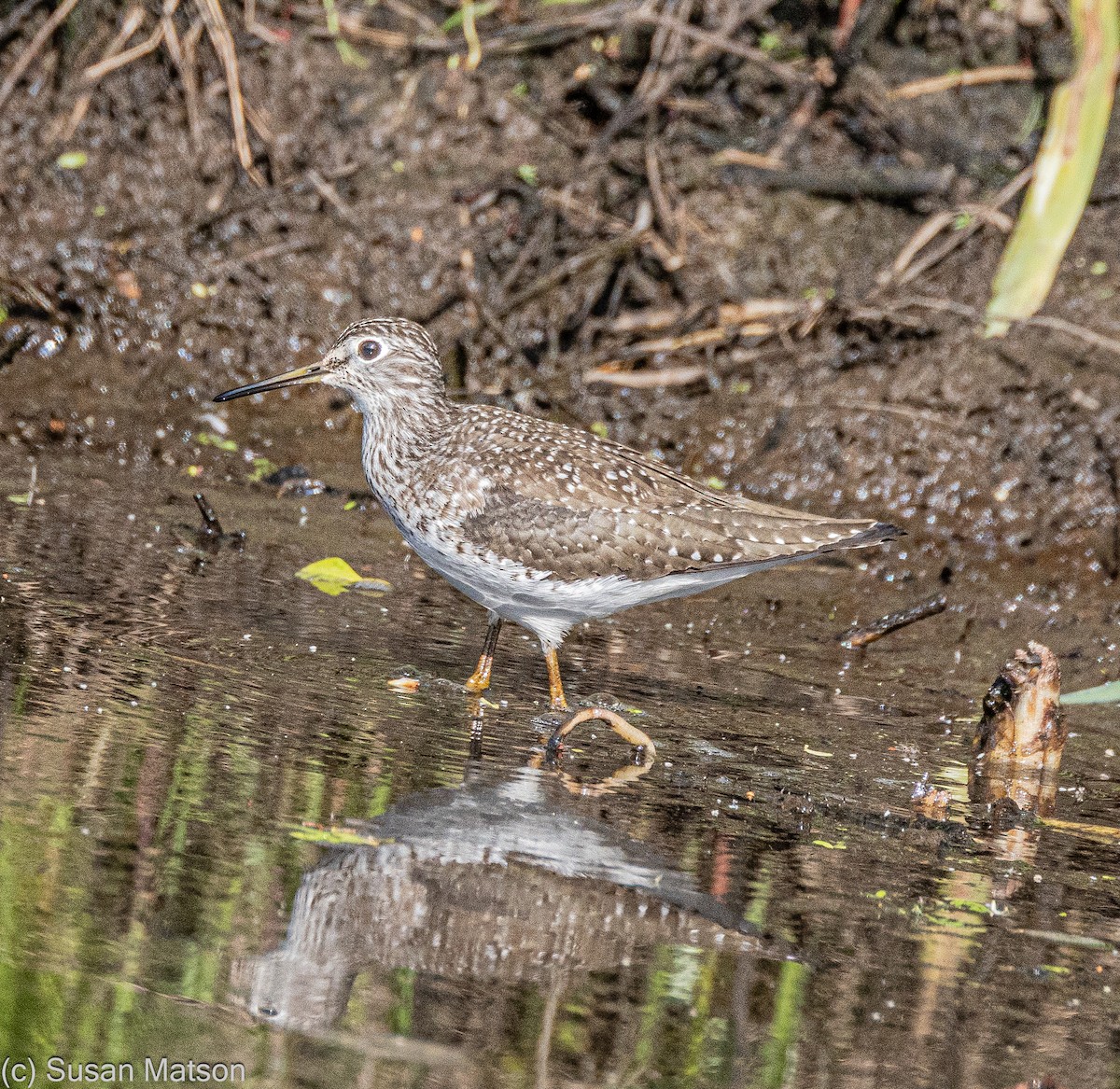 eBird Checklist - 30 Apr 2024 - 95 Washington Rd, Princeton US-NJ 40. ...