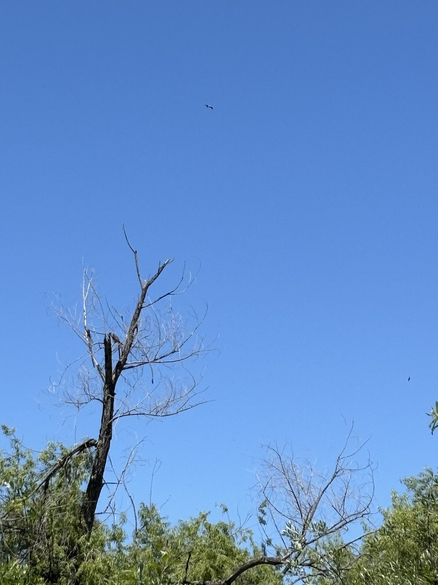 eBird Checklist - 29 Apr 2024 - Frank G. Bonelli RP/Puddingstone ...