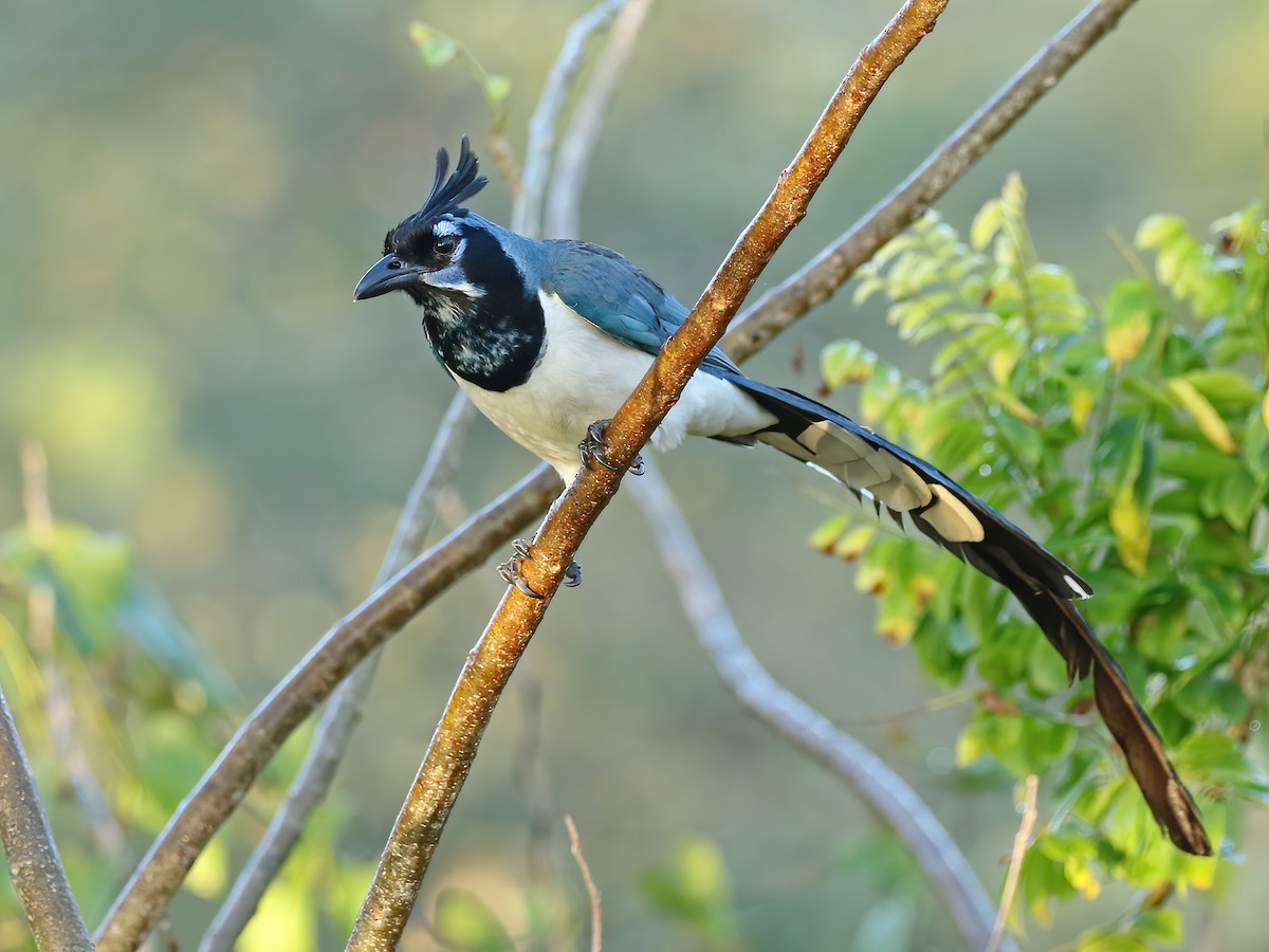 Black-throated Magpie-Jay - Cyanocorax colliei - Birds of the World